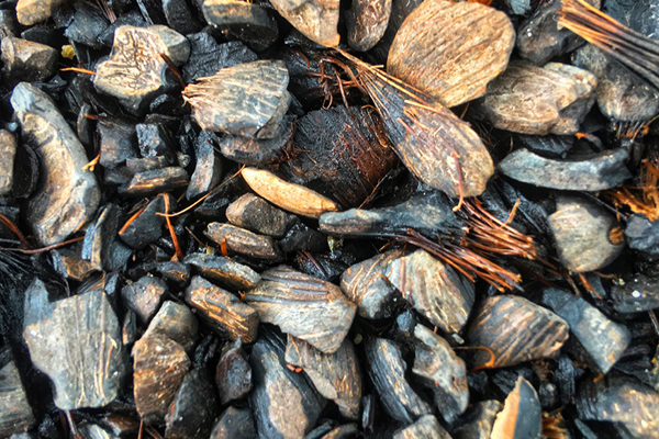 Palm kernel shells – the dangers of sea transport in solid bulk form